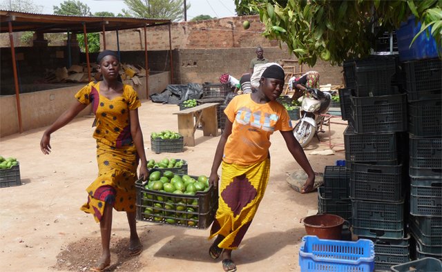 Zum 3. Mal Mangokisten verteilt – gebana