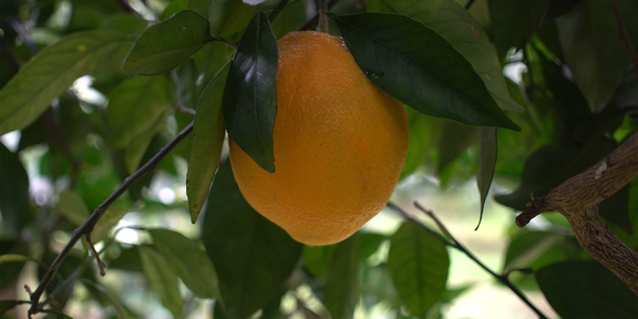 There are real oranges now! – gebana